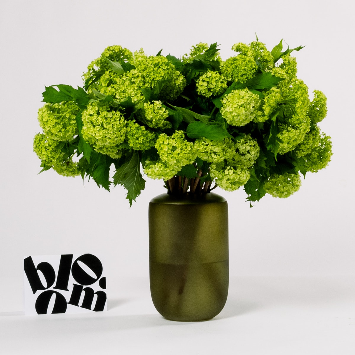 Green Viburnum Flower Delivery | UK Sustainable Flower Delivery | Bloom – By Bloom