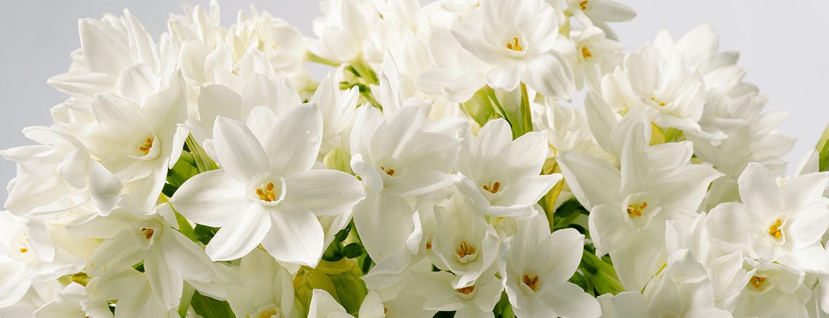 The Best Flowers to Send as a Gift for Easter – By Bloom