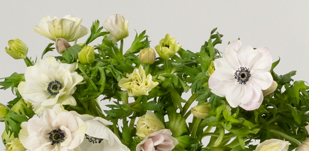 Anemones – By Bloom