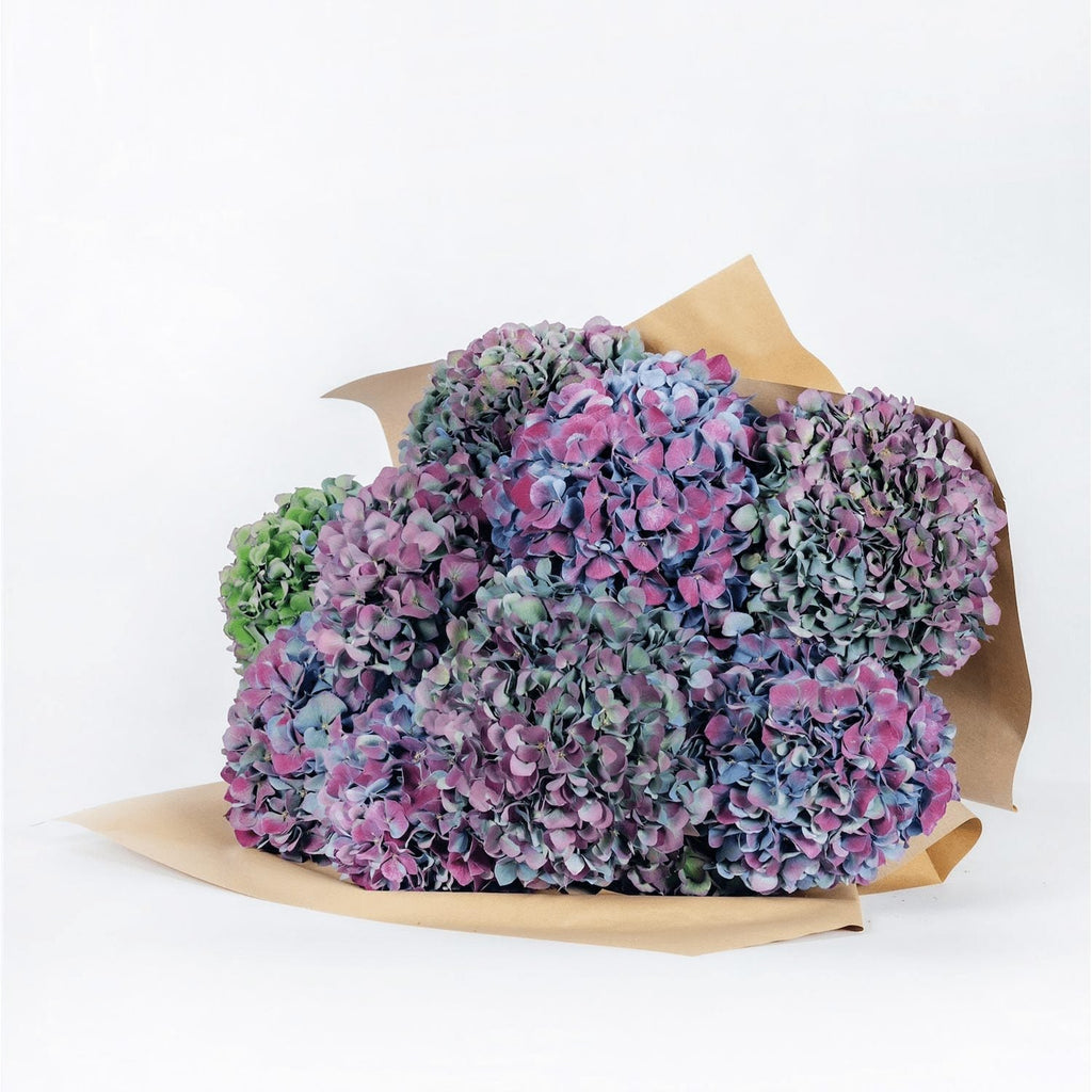 Winter Hydrangea – By Bloom