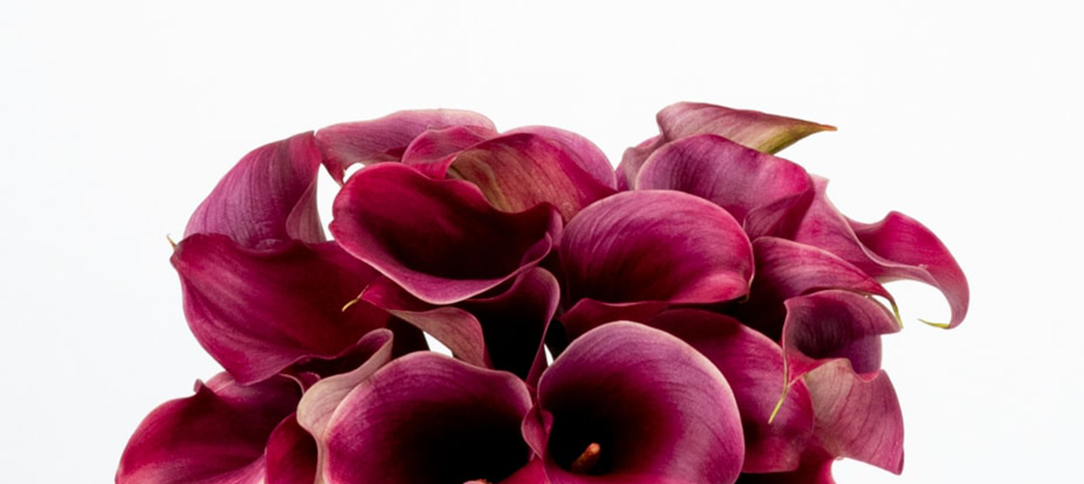Calla Lily Flower Delivery | UK Sustainable Flower Delivery | Bloom ...