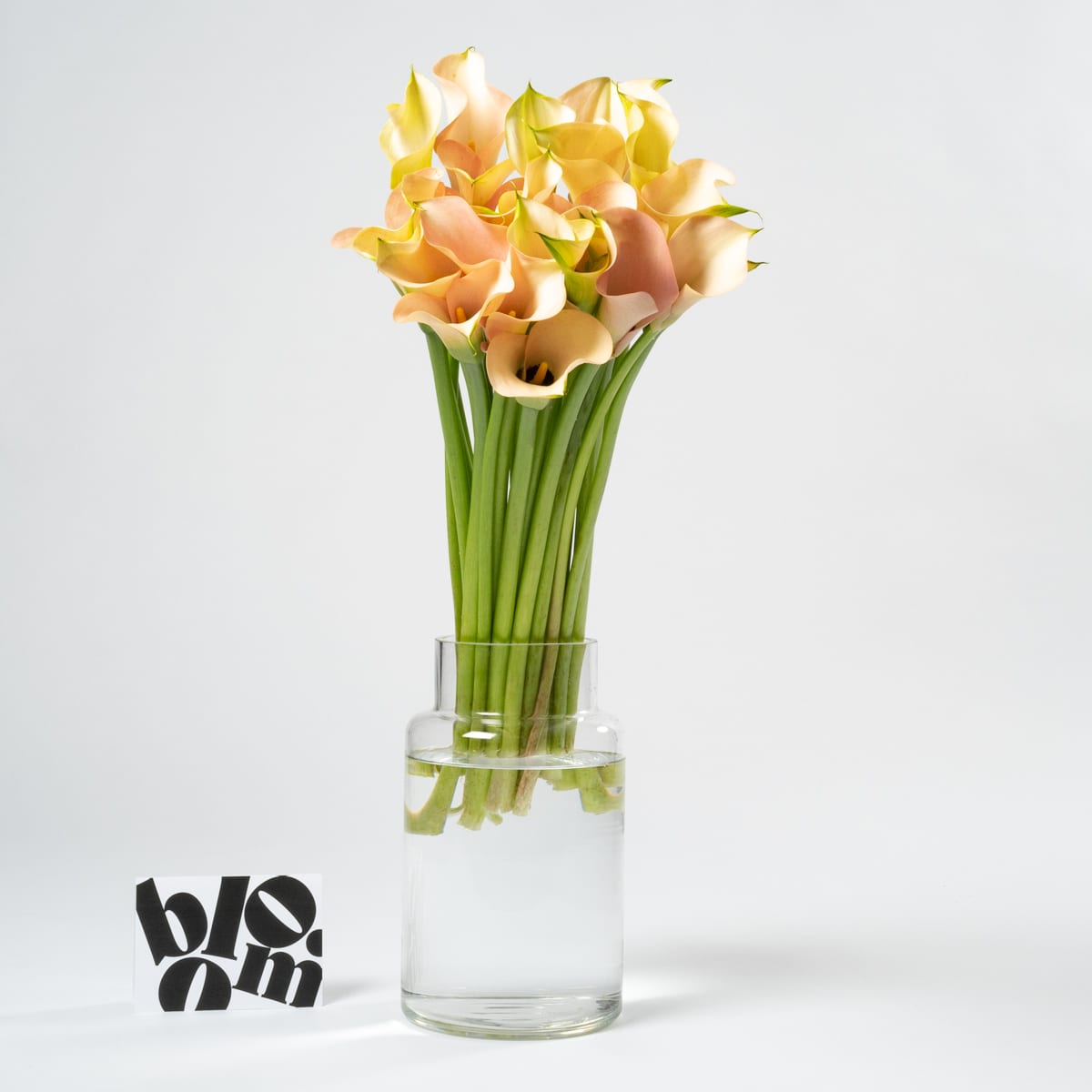 Ballet Slipper Pink Calla Lily | Florist Online | Bloom – By Bloom