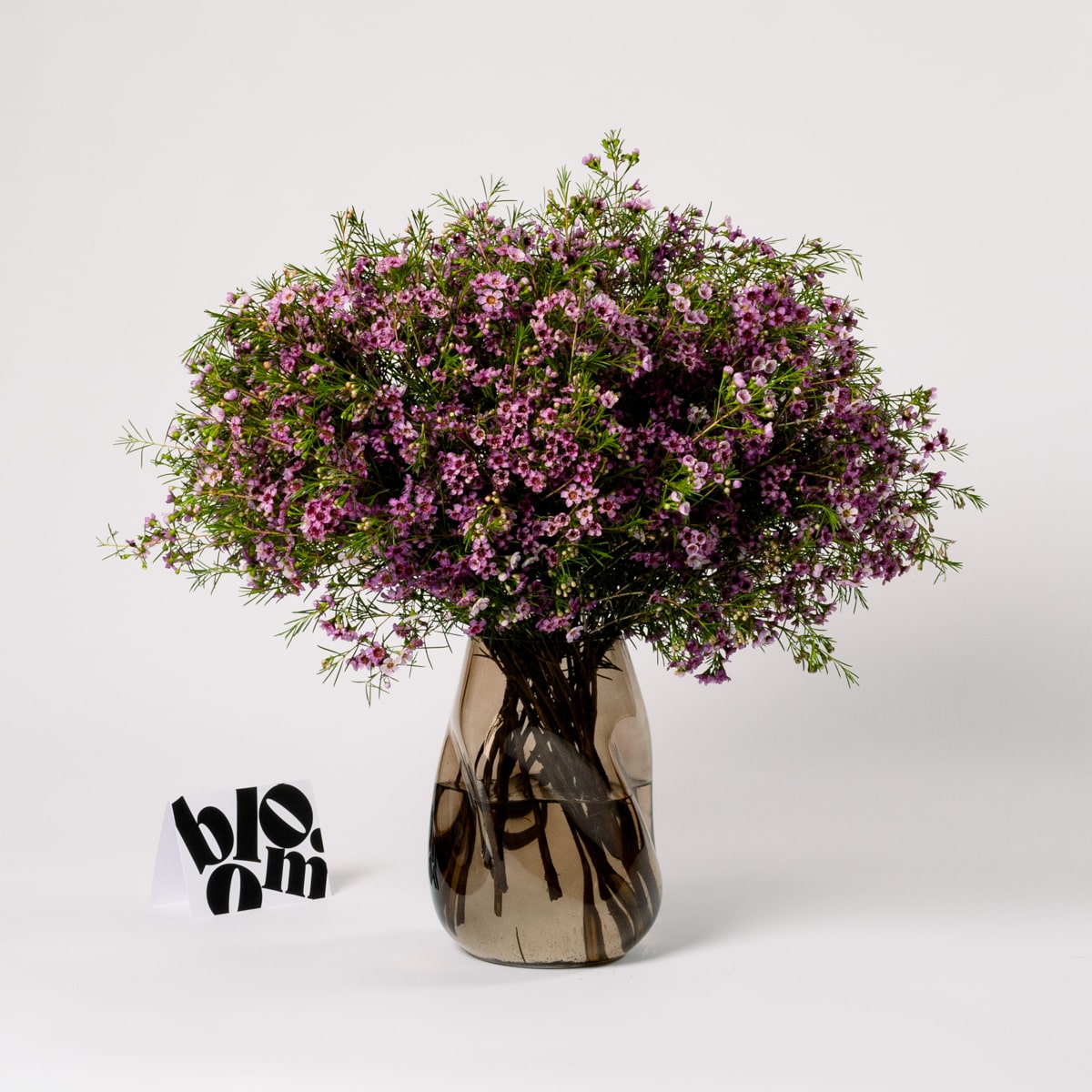 Cotton Candy Pink Wax Flower | Sustainable Florist | Bloom – By Bloom