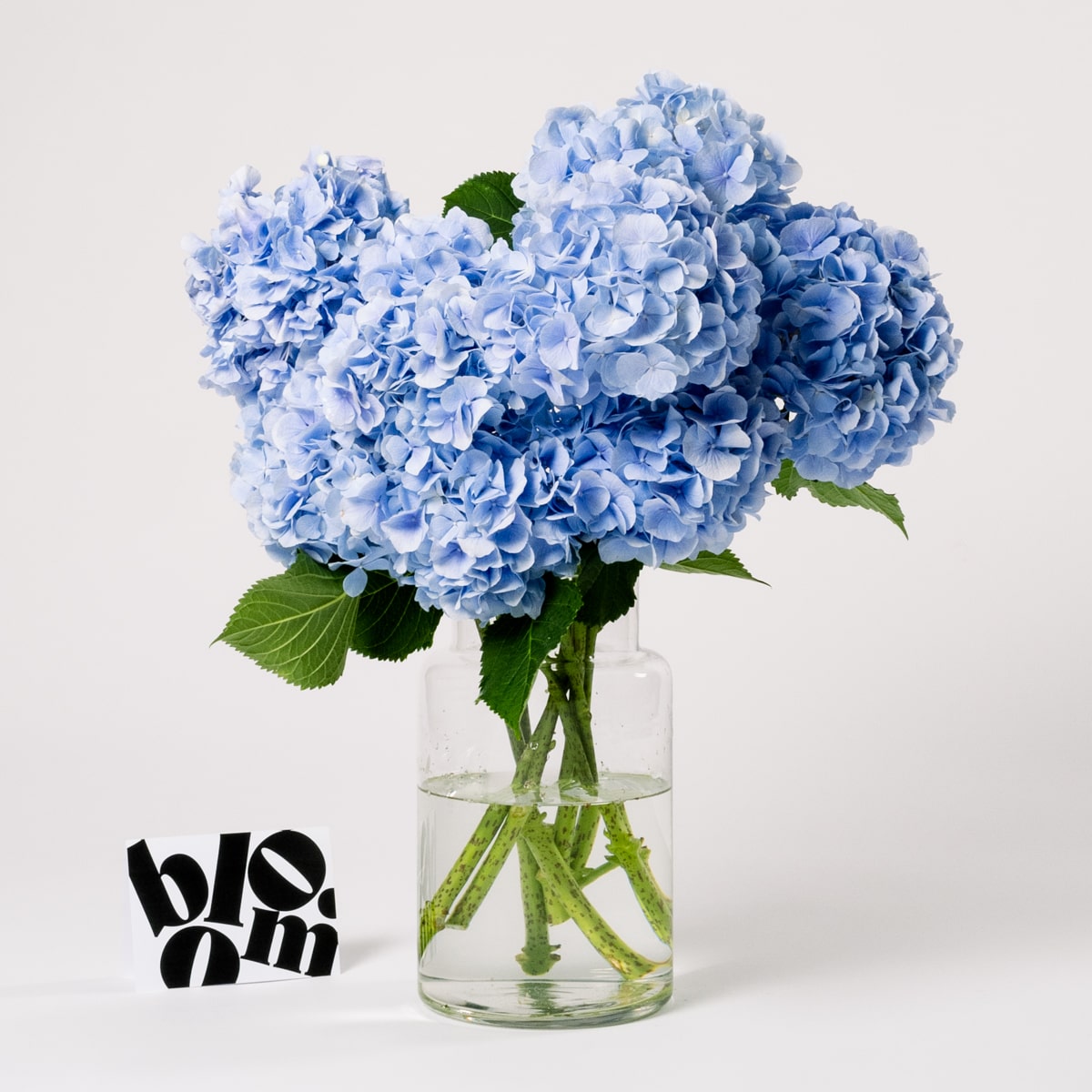 Powder Blue Hydrangea Flower Delivery | UK Flower Delivery | Bloom – By ...