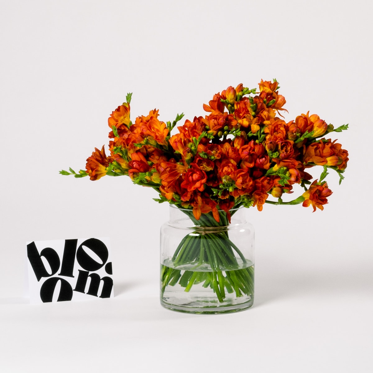 Tangerine Orange Freesia Flower Delivery | UK Flower Delivery | Bloom ...