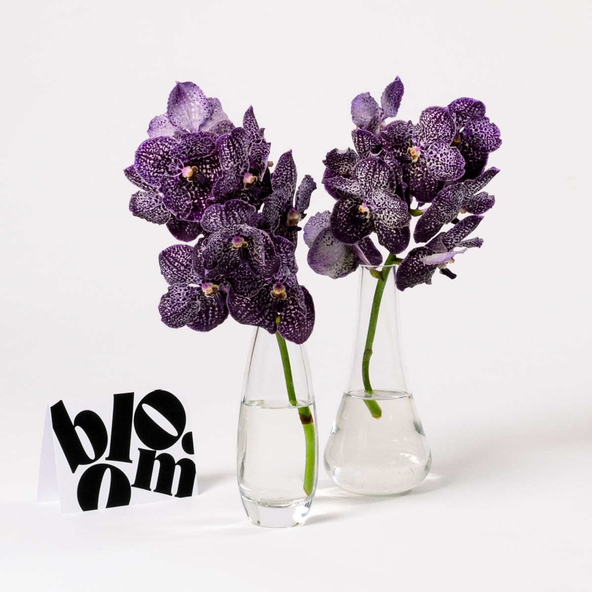 Purple Vanda Orchids Flower Delivery | Flower Delivery UK | Bloom – By ...