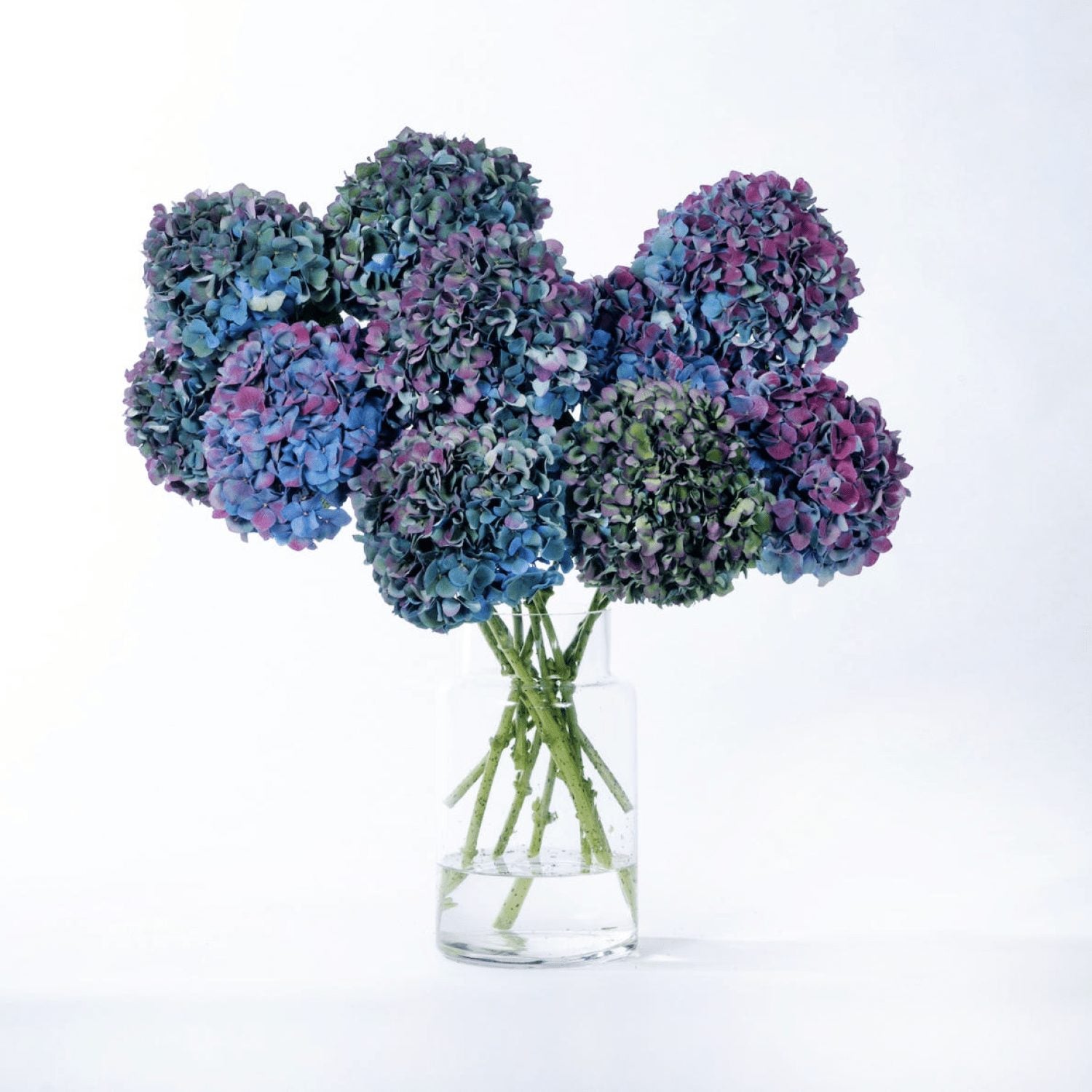 Blue Hydrangea Sustainable Flower Delivery | UK Flower Delivery | Bloom ...